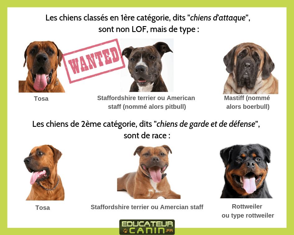 Chiens dangereux : rappel de la réglementation - Cissé (86)